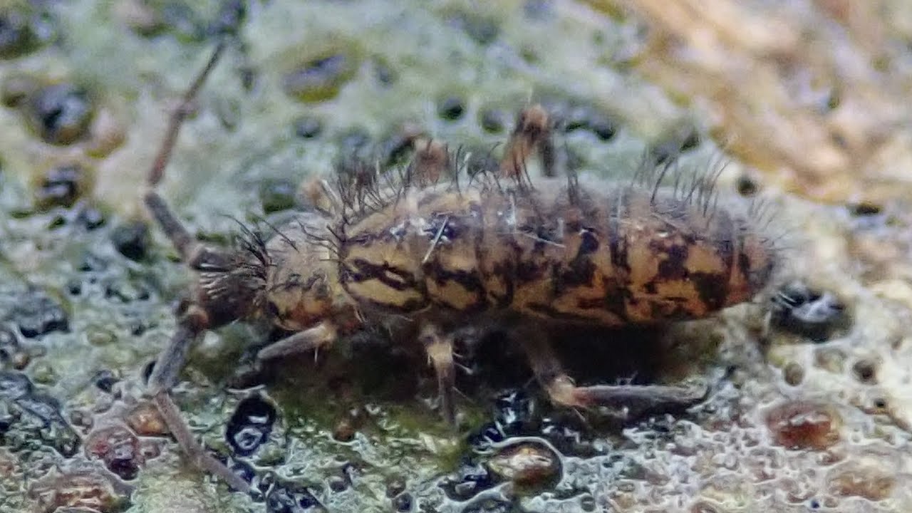 Wat zijn springstaarten??; Christian Olivier Dieren - YouTube