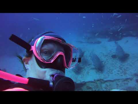 I swam with 40+ GOLIATH GROUPER!! Jupiter, FL Wreck Trek Dive during ...