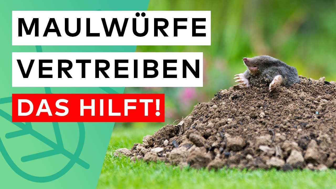 Spannende Was Kann Man Gegen Maulwãƒâ¼rfe Machen Ebenbild