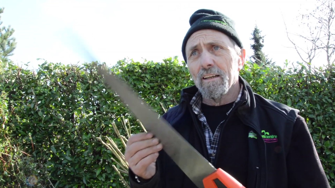 How to Cut Back the Butterfly Bush (Buddleja) - YouTube