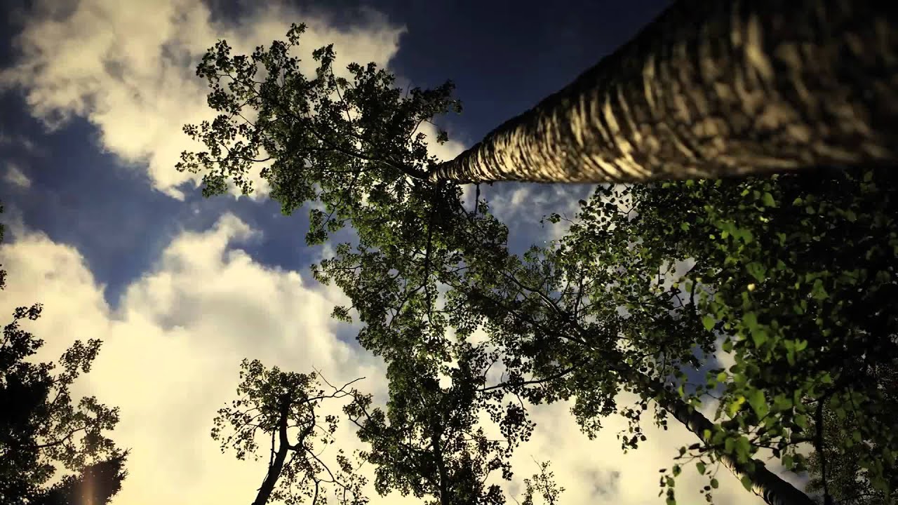 Trees and Sky Time-Lapse Video | Canon 5D Mark II - YouTube