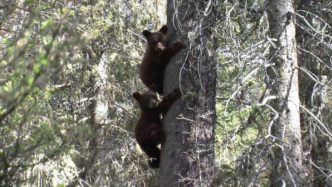 Tree Climbing Bear Cubs in Glacier National Park - YouTube