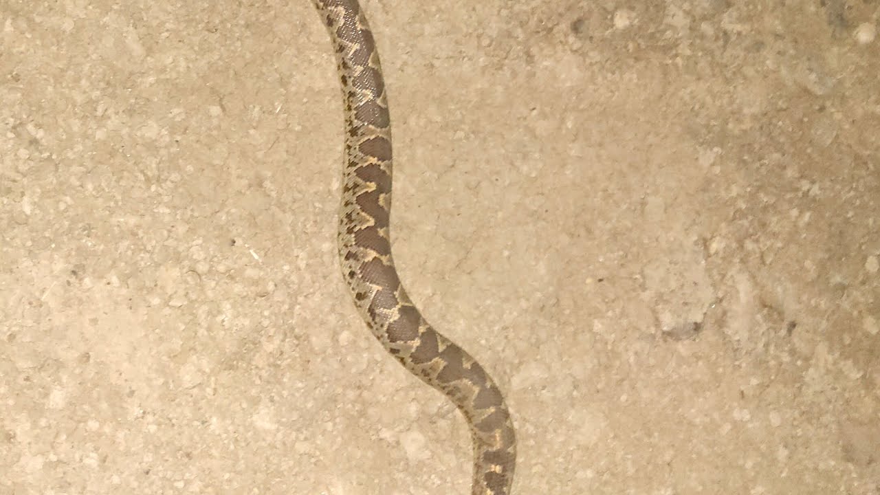 nikala ajgar ka baccha Bal Bal bache ham log #snake 🐍🐍🐍🐍🐍 - YouTube