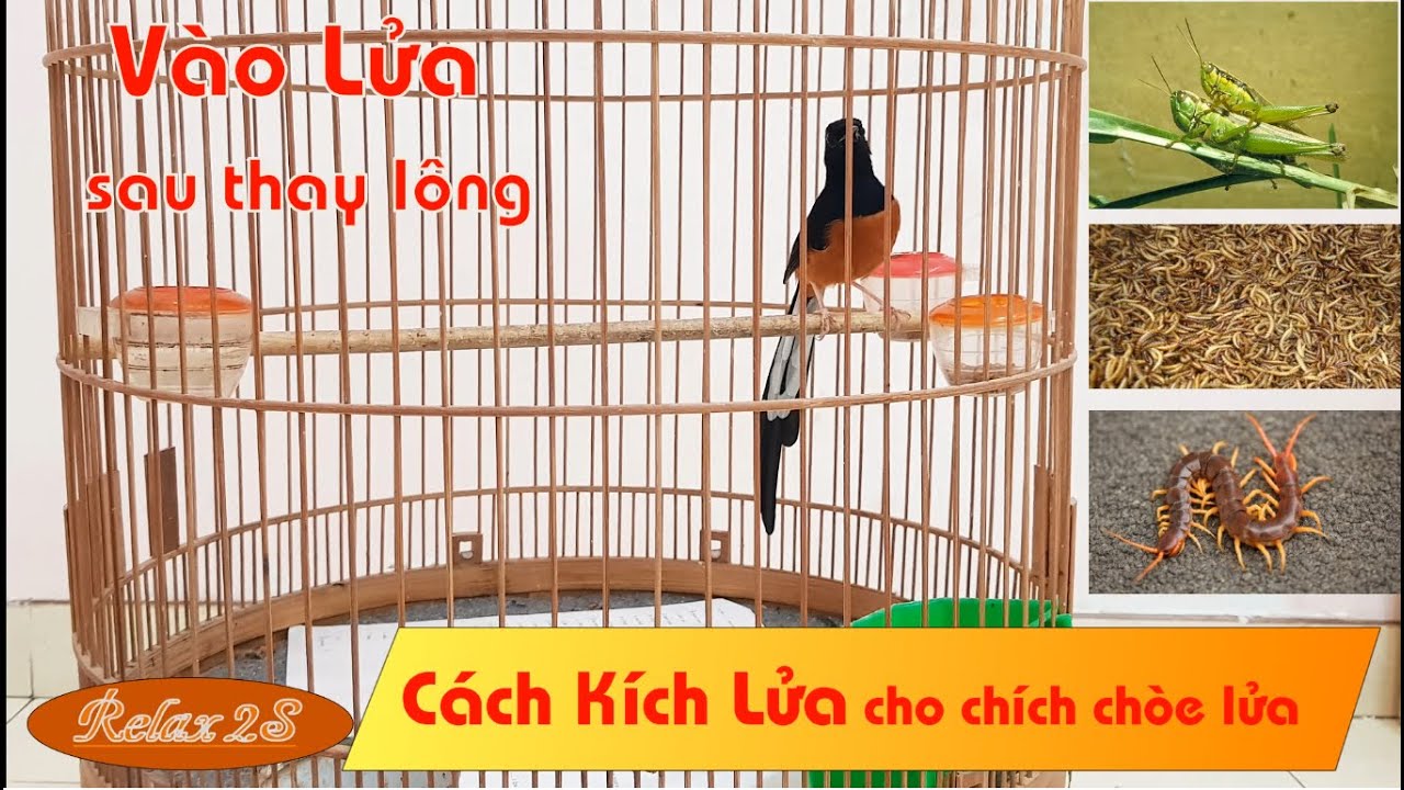 Cách vào lửa lên lửa cho chích chòe lửa hiệu quả sau mùa thay lông ...