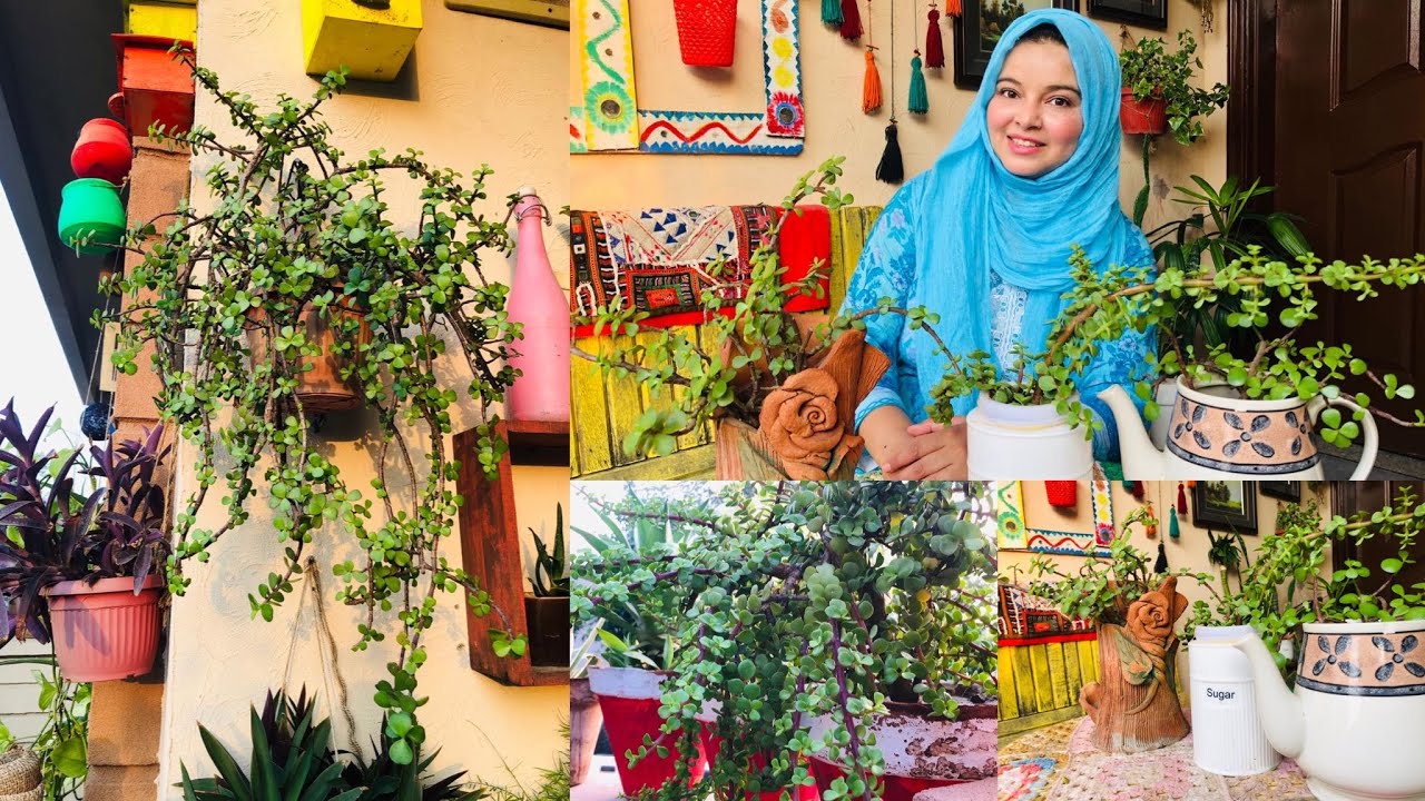 All about Jade plant/pathar chatt - YouTube