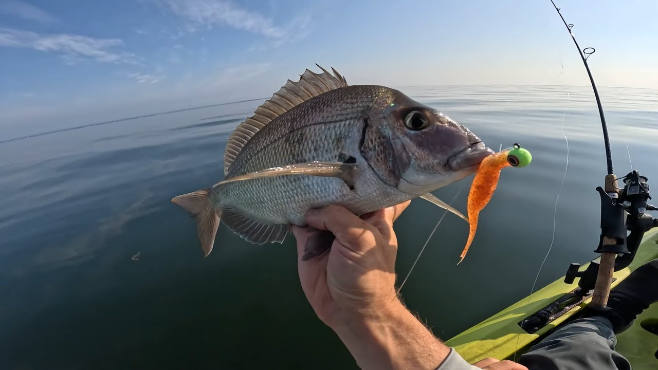 Porgy (scup) catch clean cook - fish are still in the shallows - YouTube
