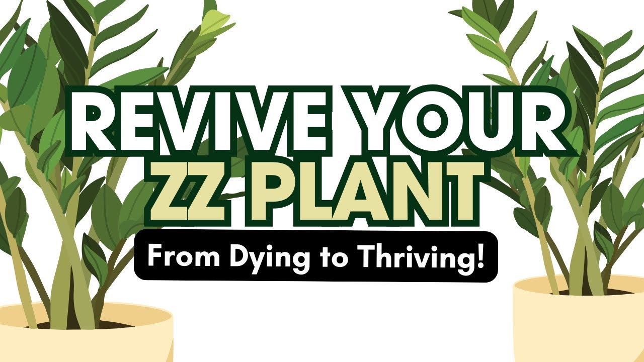 How to Revive a Dying ZZ Plant: Fix Drooping, Wrinkled Stems & Root Rot ...