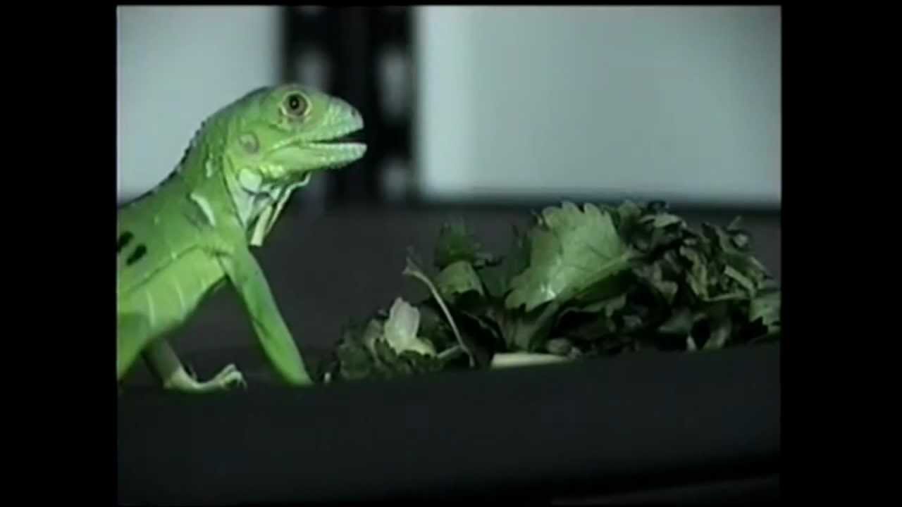 Iguanitas de 9 meses de vida - YouTube