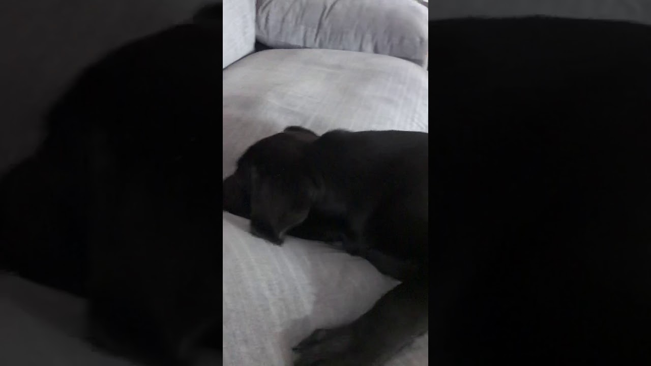 Labrador puppy - snapping and biting, playful puppy - YouTube