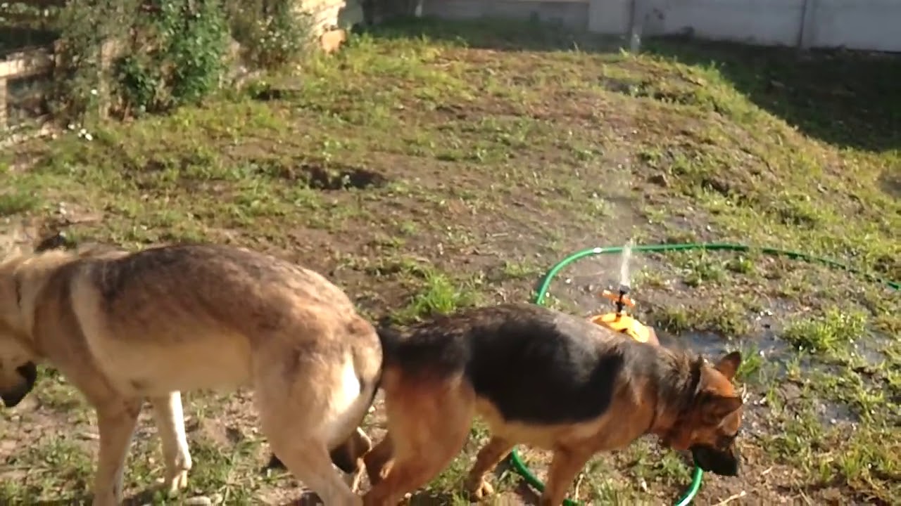 Perros pegados - YouTube