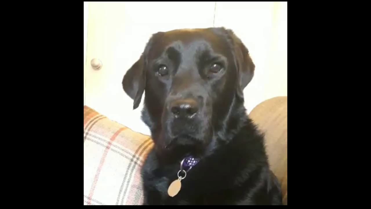 Labrador dog talking like a man completion - YouTube