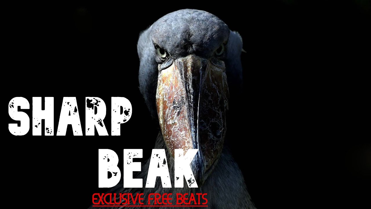 FREE Rap Freestyle BEAT | Underground Boom Bap BEAT - SHARP BEAK - YouTube