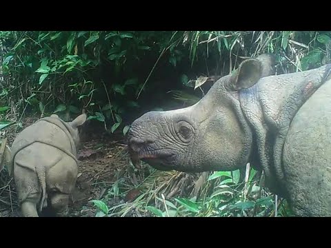 Seltene Java-Nashorn-Jungtiere in Indonesien entdeckt | AFP