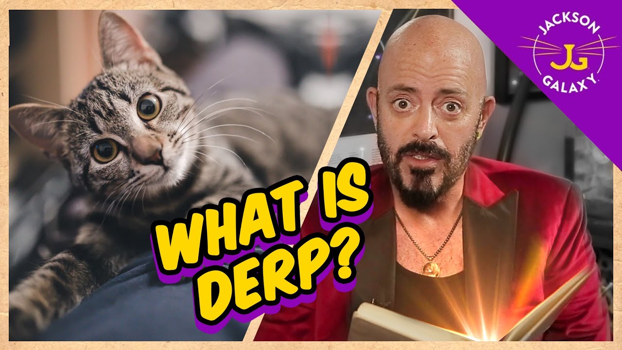 The Secret Meaning of Cat Derps - YouTube