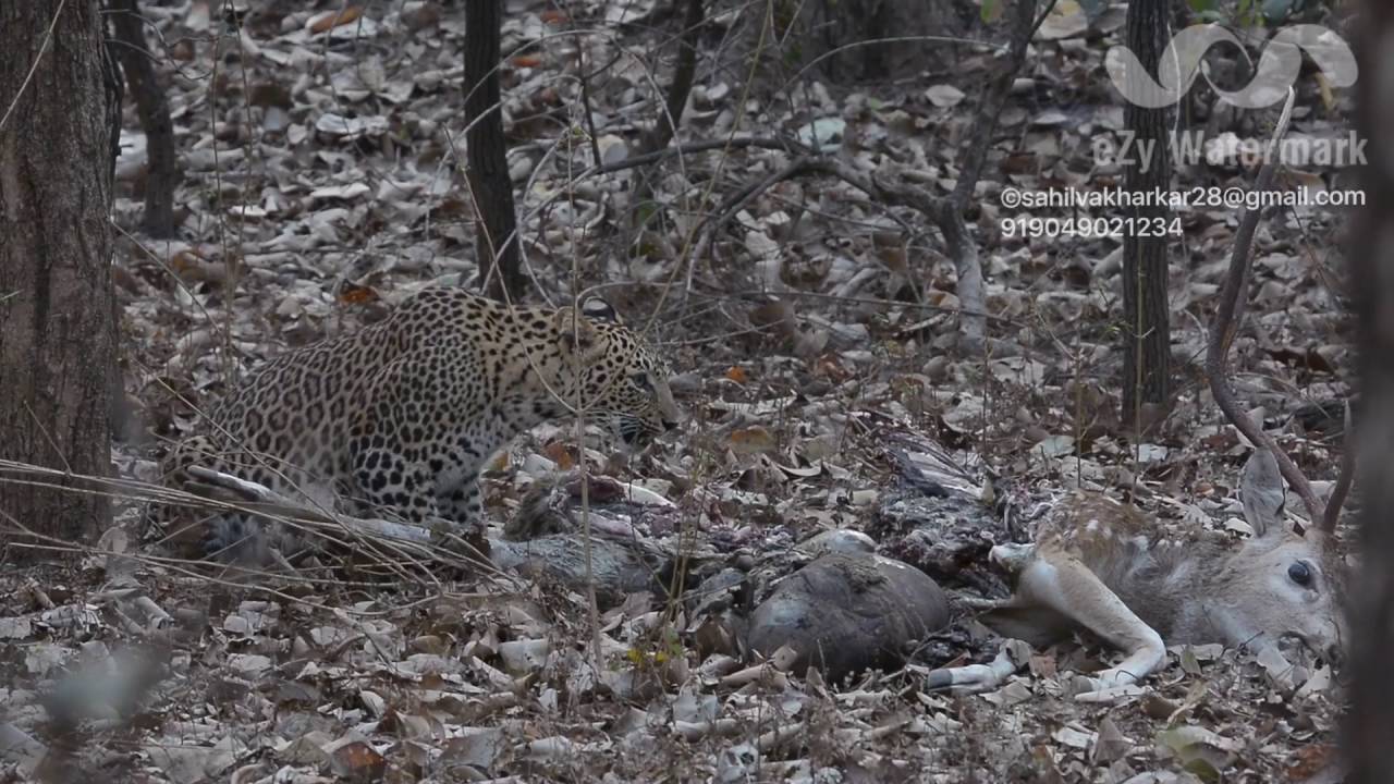 Indian leopard hunt and kill spotted deer wildlife - YouTube