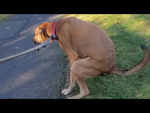 1/27/2025 - Walking the dog with Emmett the dog - YouTube