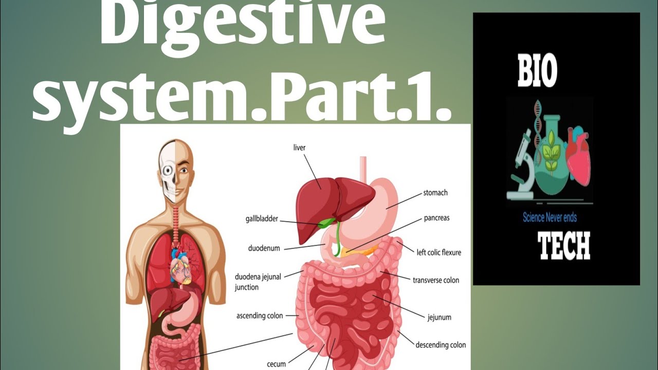 Human Digestive system .Part 1. Best short notes for Biology aspirants ...