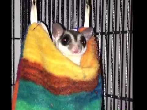 Manu - Sugar Bear/Glider cuteness - YouTube