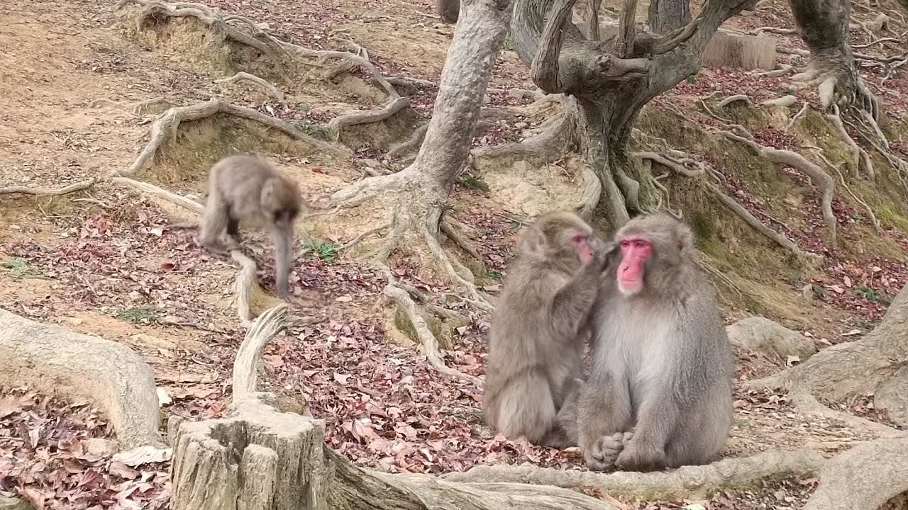 Iwatayama Snow Monkey Park in Arashiyama Kyoto as Seen on Heygo - UNCUT ...