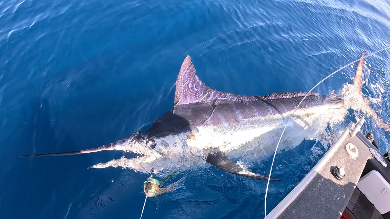 Hot marlin fishing off Raglan - YouTube