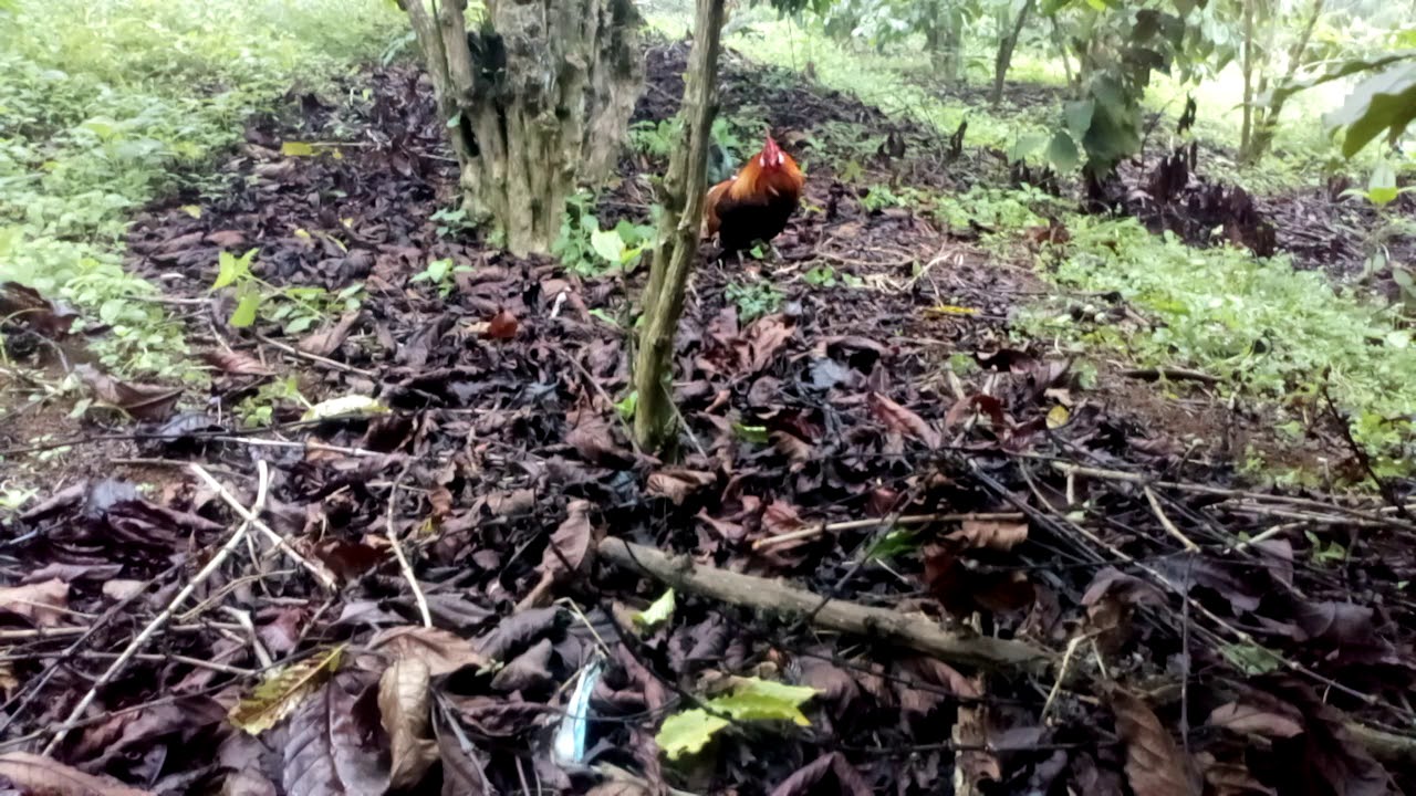 Bay ga rung - YouTube