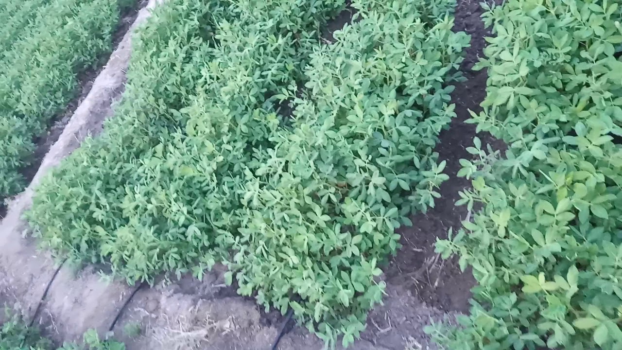 Kadalai farming (drip irrigation system) - YouTube