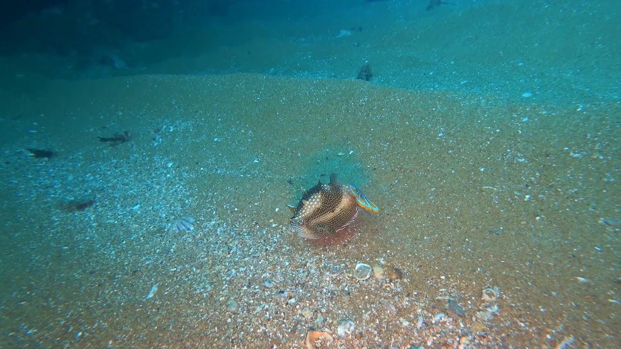 Scuba Diving Glenelg Dredge & Barge 28092019 - YouTube