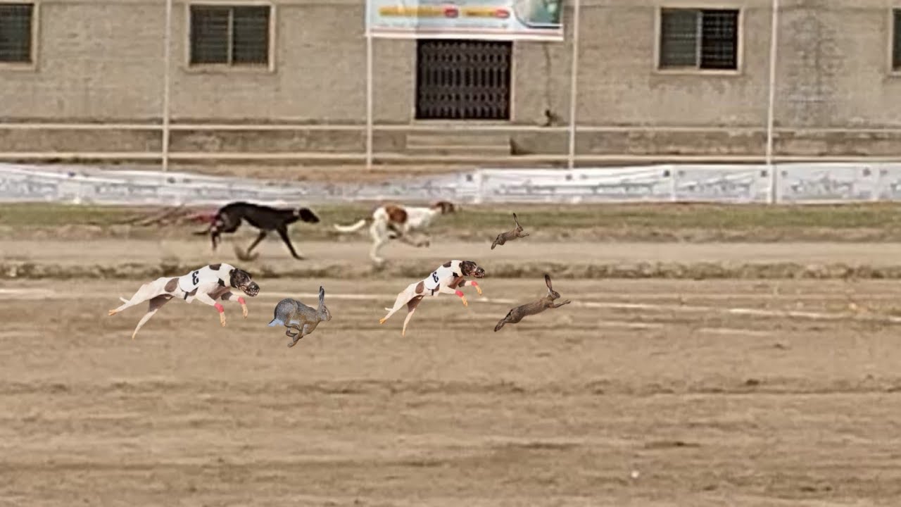 Dog Race - Greyhound Race In Pakistan - Greyhound Track Race By HC ...