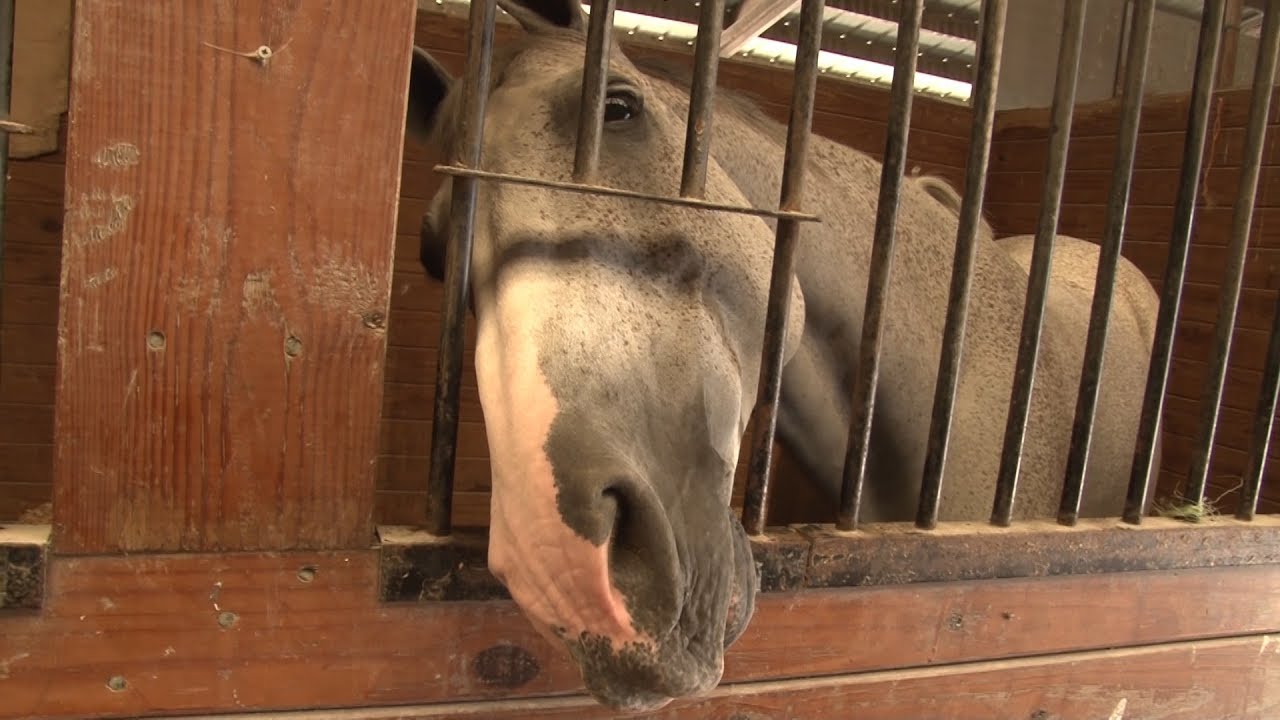 2017 Sussex County Farm and Horse Show New Jersey State Fair Show 3 ...