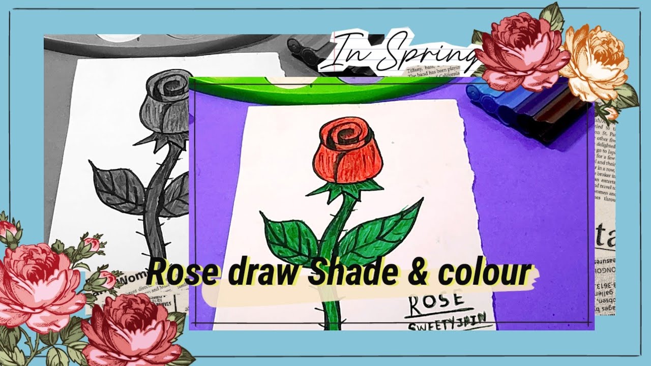 How to draw Rose with colour and pencil shade - YouTube