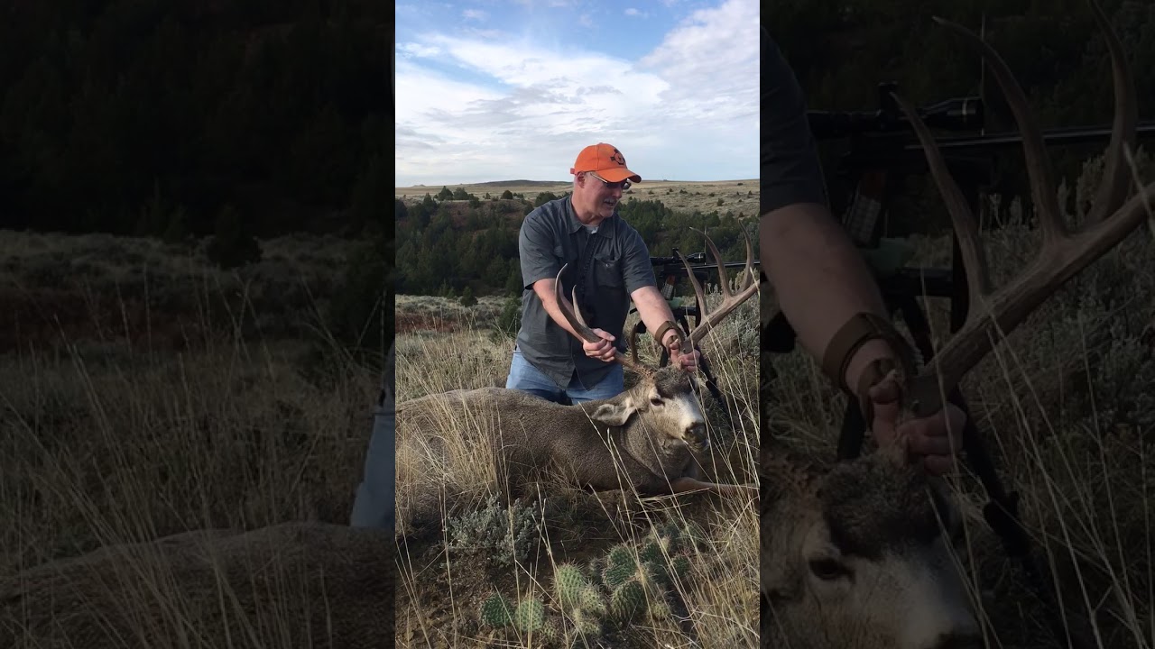 Mule Deer Buck with the 6.5 Creed Dominator - YouTube