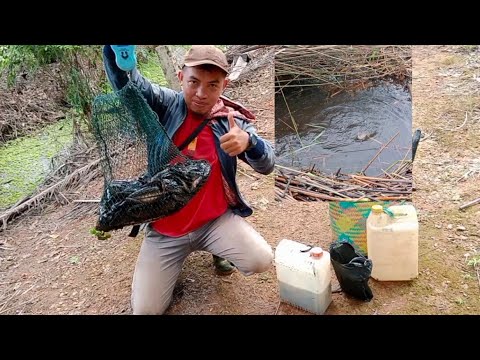 MANCING IKAN BERDURI DISPOT POHON PURUN, HASIL NYA LUAR BIASA - YouTube