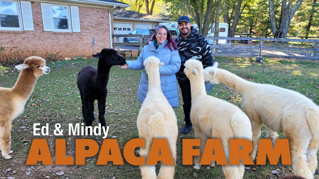 Alpaca Farm 2021 - YouTube