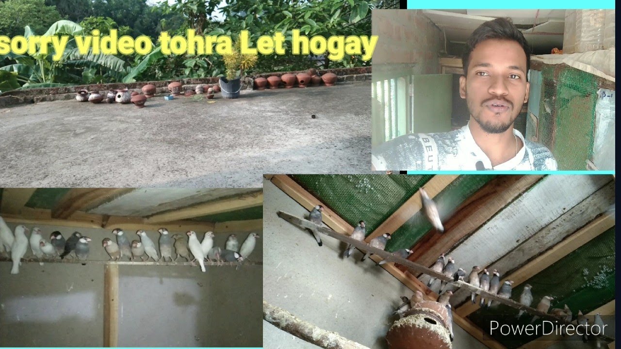 java sparrow breeding setup - YouTube