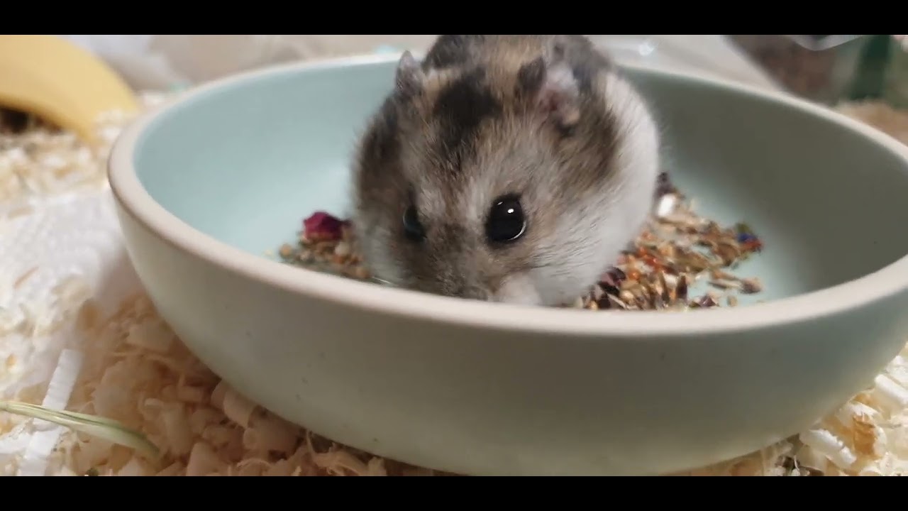 저녁식사하는 햄스터 🐹 춘장 🎊 (Hamster eating dinner 🐹 Chunjang 🎊) - YouTube