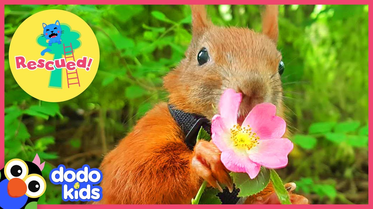 Nicest Guy Rescues Little Squirrel And Becomes His Best Friend | Animal ...