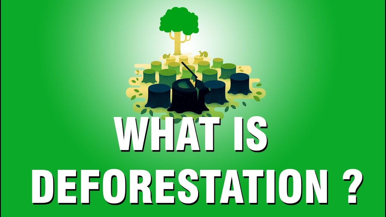 What is Deforestation? | CBSE | Grade 9 | The openbook - YouTube