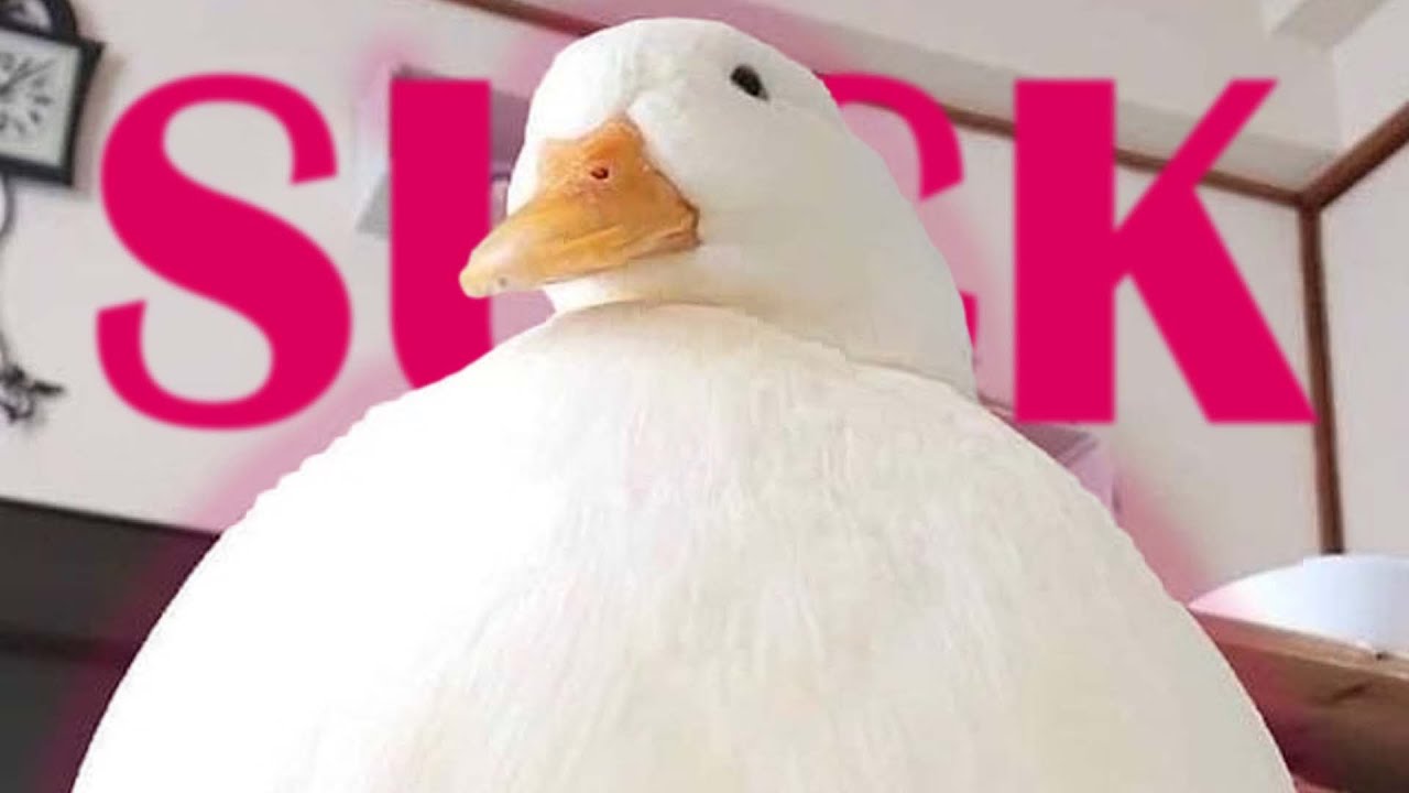 Ducks CAN Suck - JARCast Episode 250C - YouTube