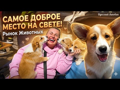 Самое доброе место на земле! Рынок животных, где замирает сердце