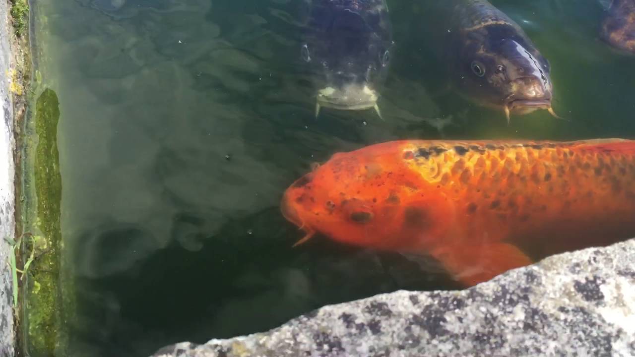 Massive Kio fish - YouTube