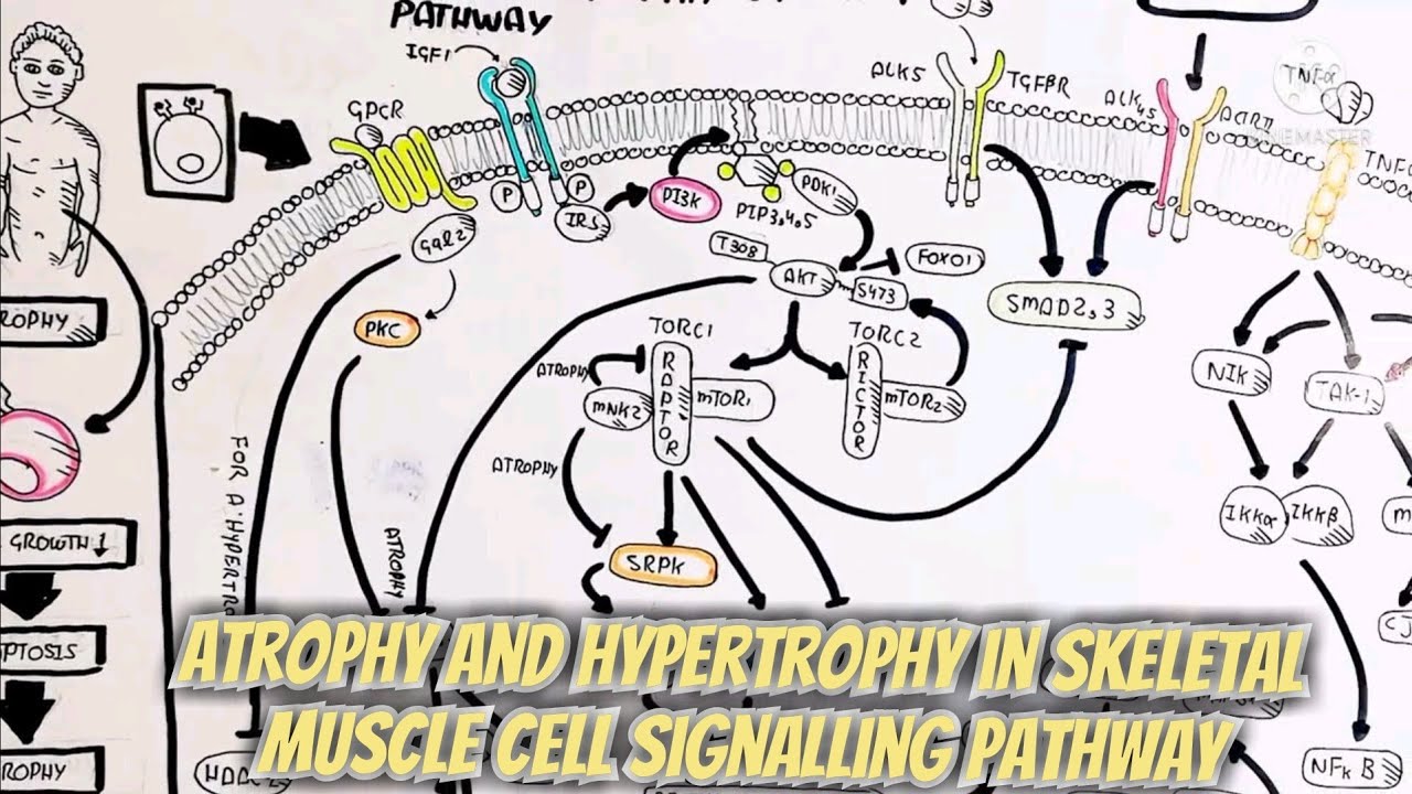 Atrophy and hypertrophy in skeletal muscle cell signalling pathway ...