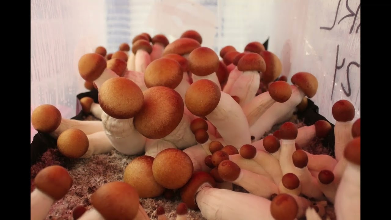 MRRL timelapse - YouTube