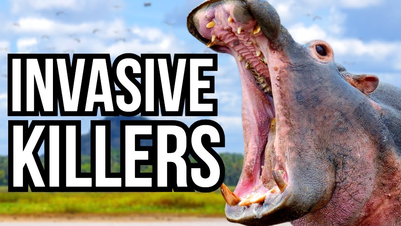 3 Invasive Species That Have Turned Into Murderers - YouTube