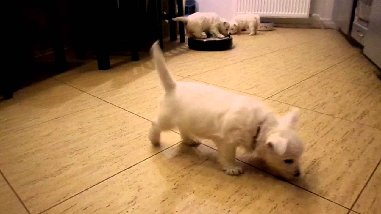 vestukai tvarko namus :) - YouTube