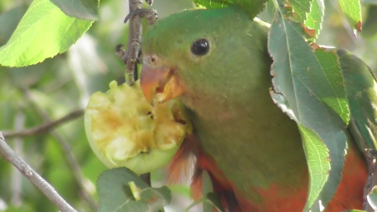 King-parrots in the Apple Tree 🍏🐦🌳 - YouTube