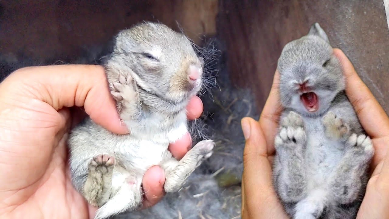 Rabbit Scream - Rabbit sound | The rescued rabbit gave birth to baby ...