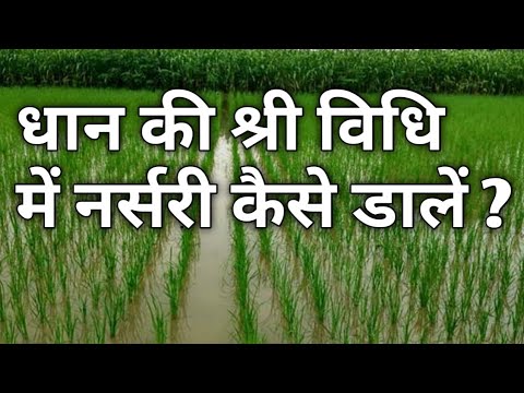 जैविक खेती में धान की श्री विधि विधि में नर्सरी | Nursery For SRI ...