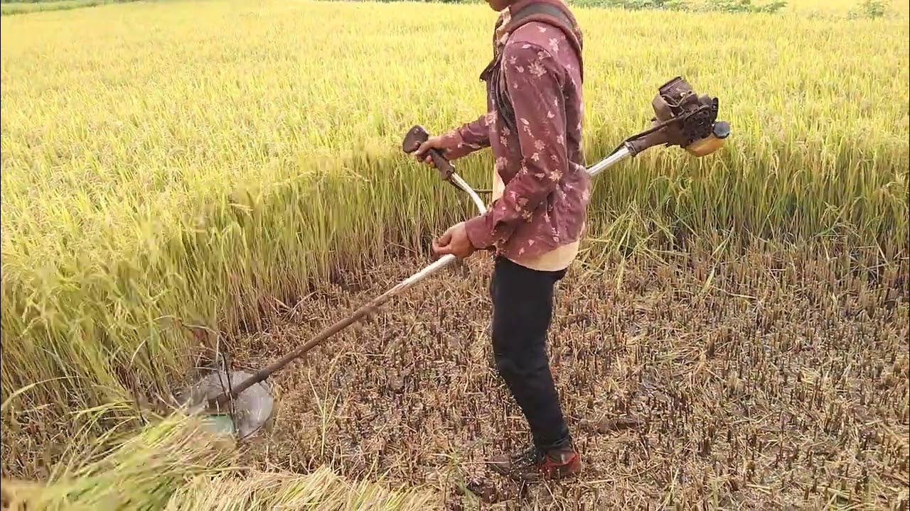 máy cắt cỏ cắt lúa nhanh hơn cắt tay gấp 3 lần - YouTube