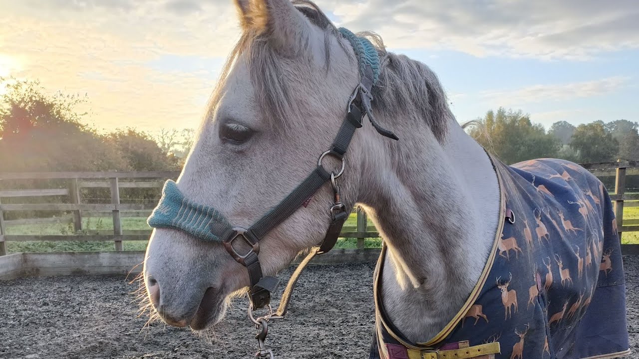 jumping lesson with bonnie 29.11.22 - YouTube