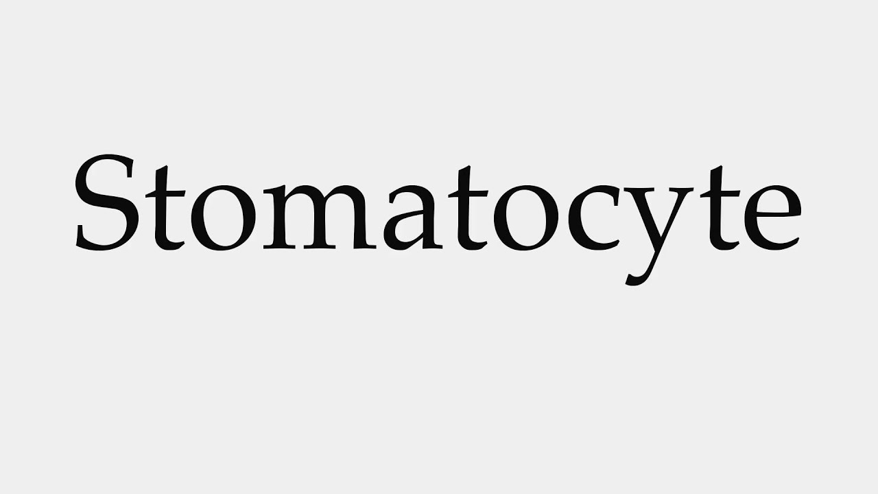 Stomatocyte